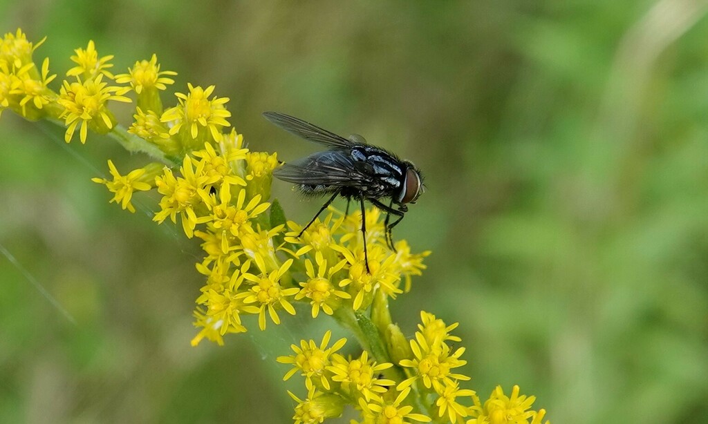 House Flies and Allies from South Riverdale, Toronto, ON, Canada on ...