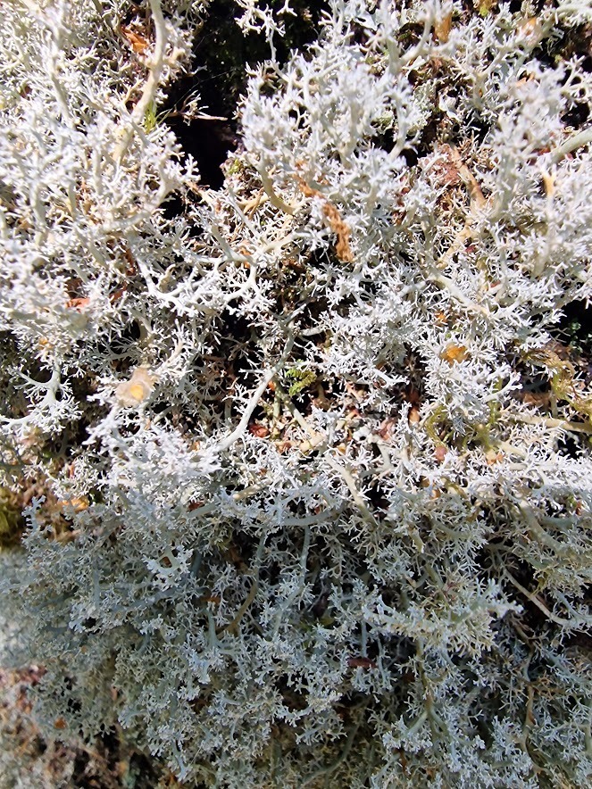 Globe Ball Lichen from Coed Cymerau Isaf nr. Blaenau Ffestiniog Gwynedd ...