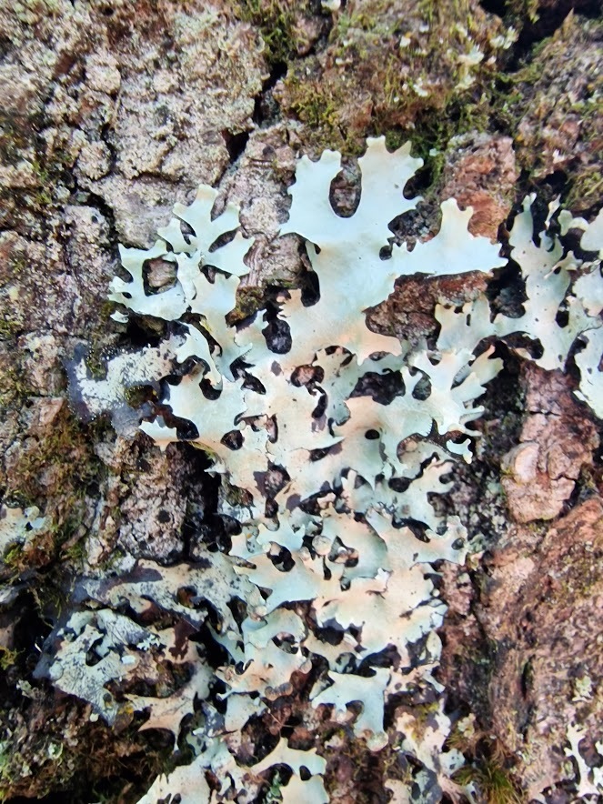 Powdered Loop Lichen from Coed Cymerau Isaf nr. Blaenau Ffestiniog ...
