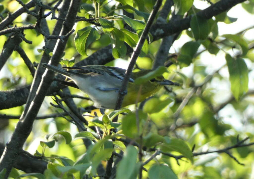 Yellow-throated Vireo from Odessa Alvar, Lennox and Addington County ...