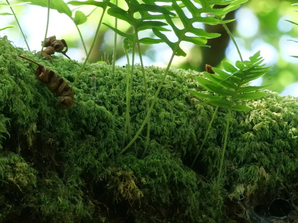 common polypody from Coed Cymerau Isaf nr. Blaenau Ffestiniog Gwynedd ...