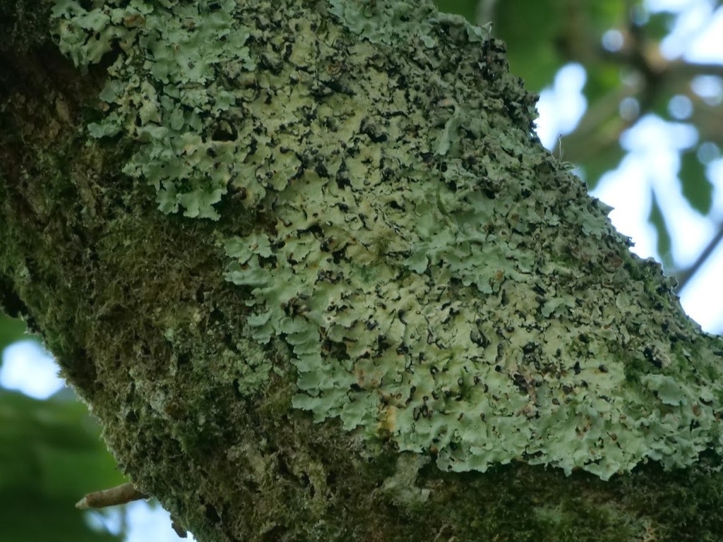 common greenshield lichen from Coed Cymerau Isaf nr. Blaenau Ffestiniog ...