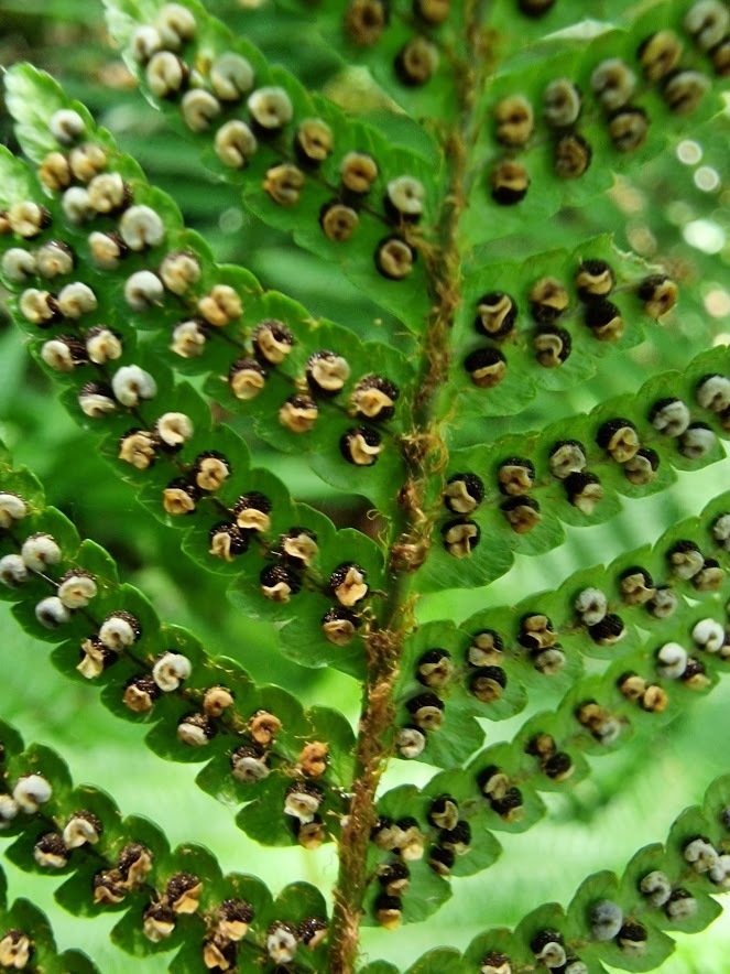 Scaly male fern from Coed Cymerau Isaf nr. Blaenau Ffestiniog Gwynedd ...
