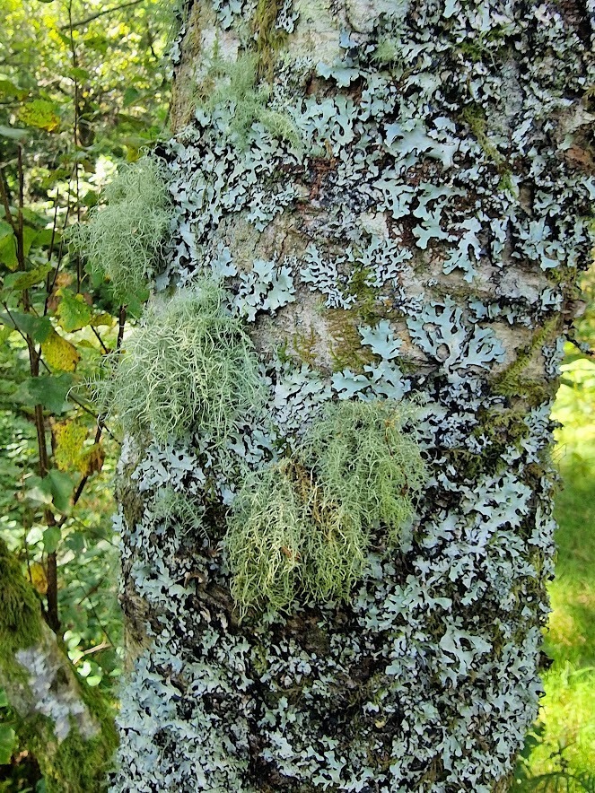 Flowery Lichen from Coed Cymerau Isaf nr. Blaenau Ffestiniog Gwynedd ...