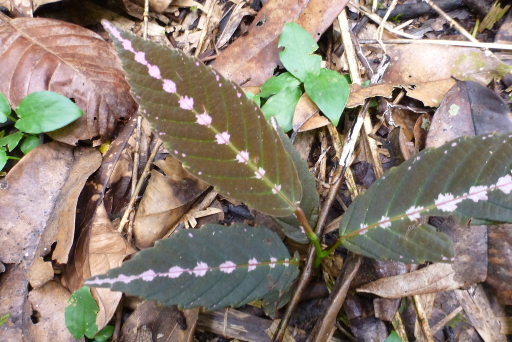 Leea zippeliana from Kerema, Papua New Guinea on February 3, 2012 at 11 ...