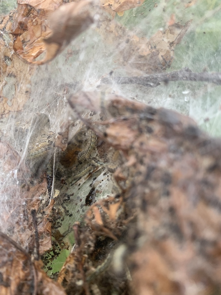 Fall Webworm Moth from Pictou, NS, CA on August 26, 2023 at 07:50 AM by ...