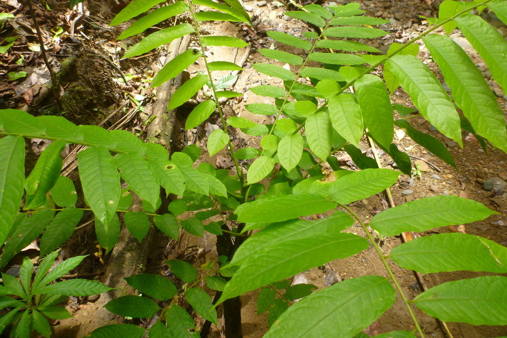 dao (Dracontomelon dao) - Botanical Realm