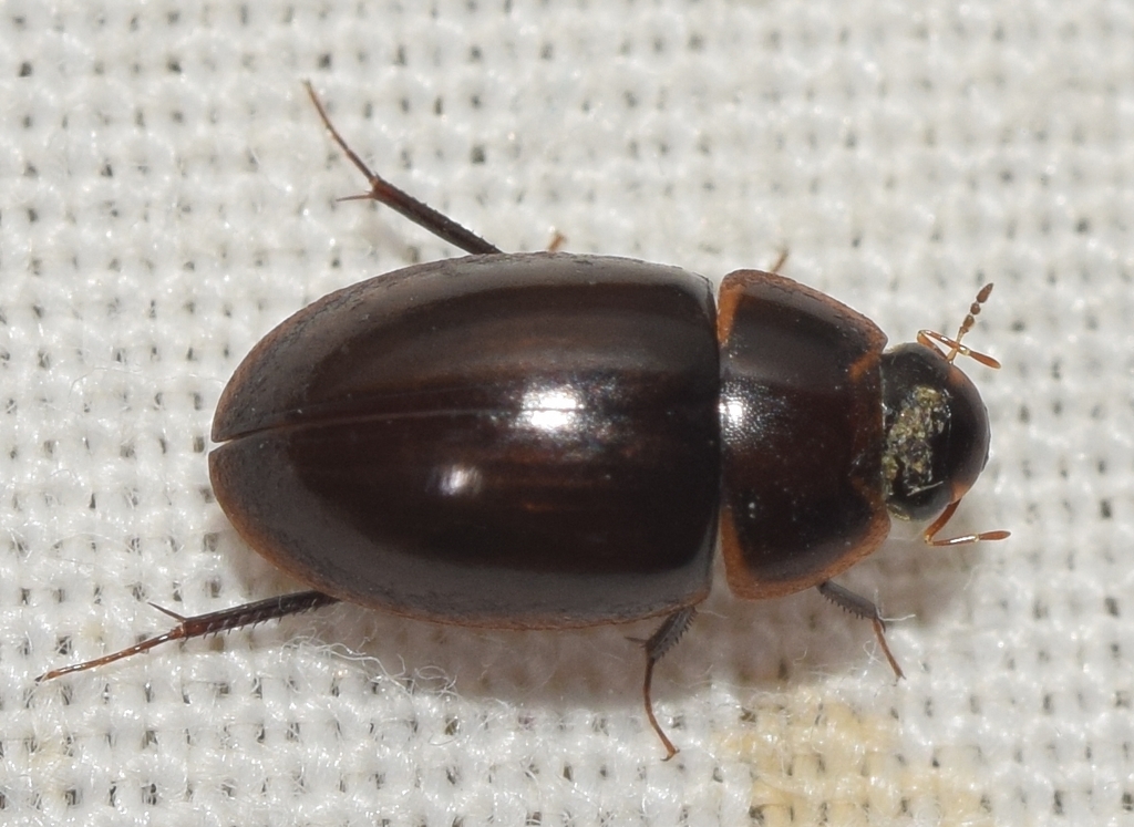 Enochrus from Almería, España on August 24, 2023 at 09:22 PM by faluke ...