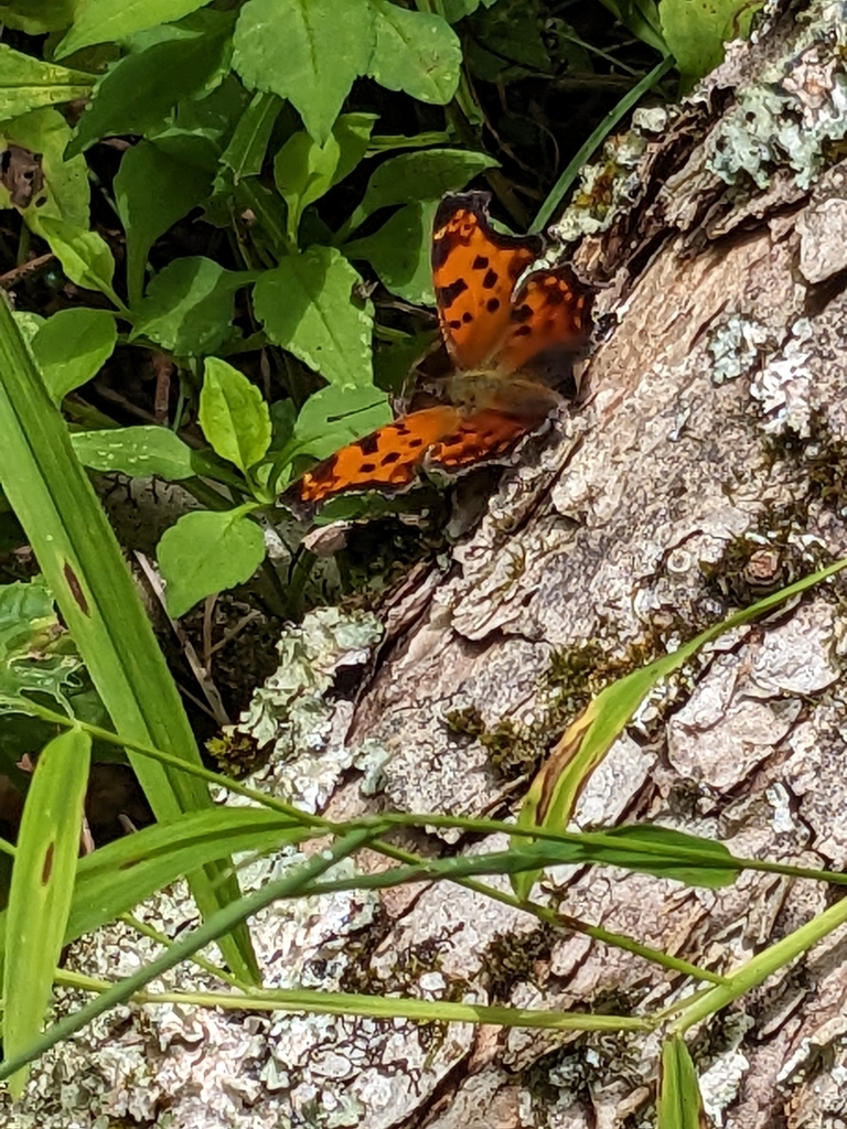 Eastern Comma from Canaan Heights, WV 26260, USA on August 26, 2023 at ...
