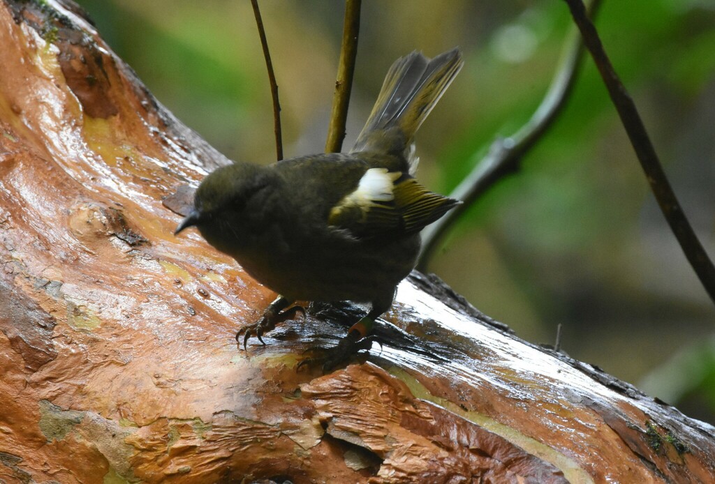 Stitchbird from 53 Waiapu Road, Karori, Wellington 6012, New Zealand on ...