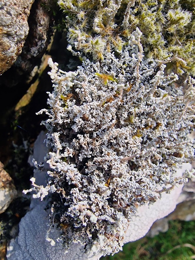Variegated Foam Lichen from Snowdonia Slate Trail Coed Cymerau Isaf to ...