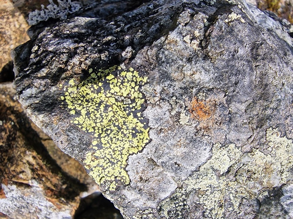 yellow map lichen from Snowdonia Slate Trail Coed Cymerau Isaf to ...