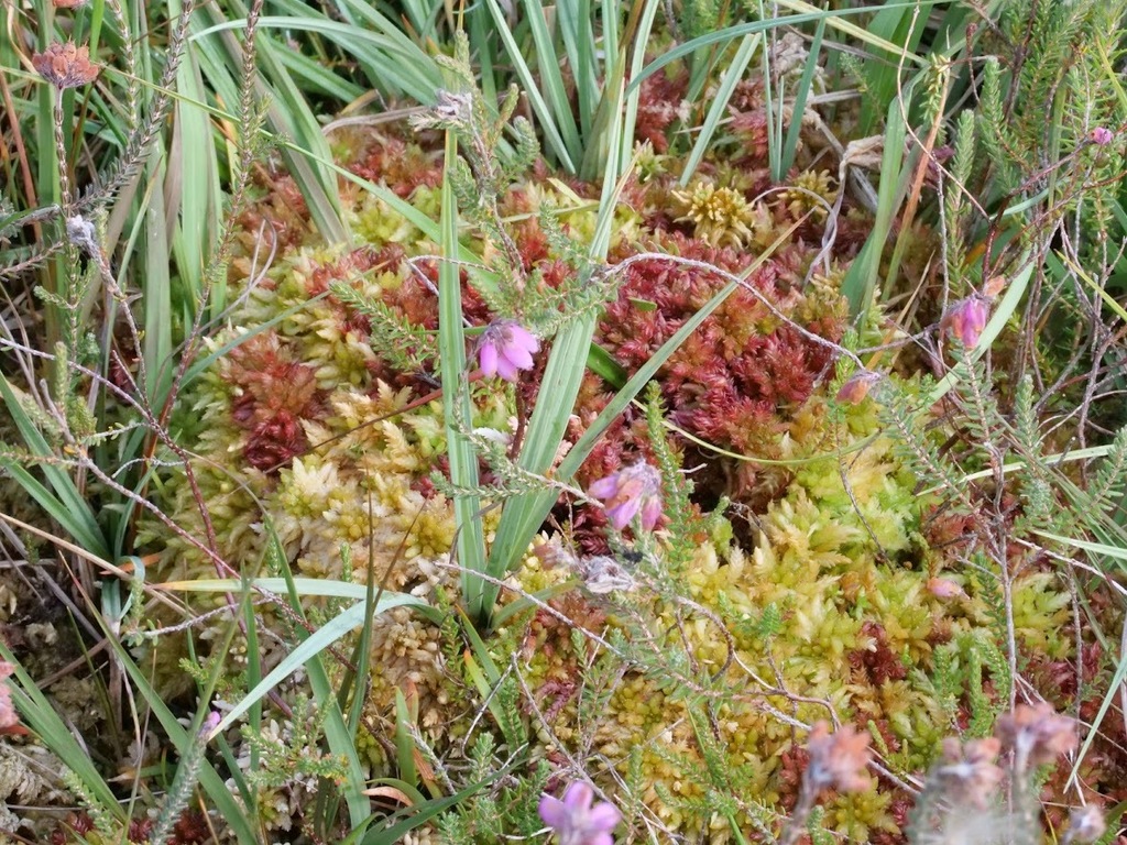 Papillose Peatmoss from Snowdonia Slate Trail Coed Cymerau Isaf to ...