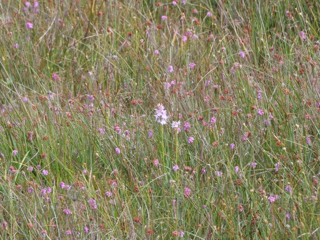 heath spotted orchid from Snowdonia Slate Trail Coed Cymerau Isaf to ...