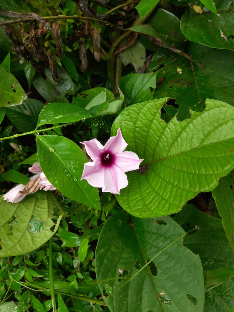 morning-glories from Panavally, Kerala 670646, India on August 20, 2023 ...