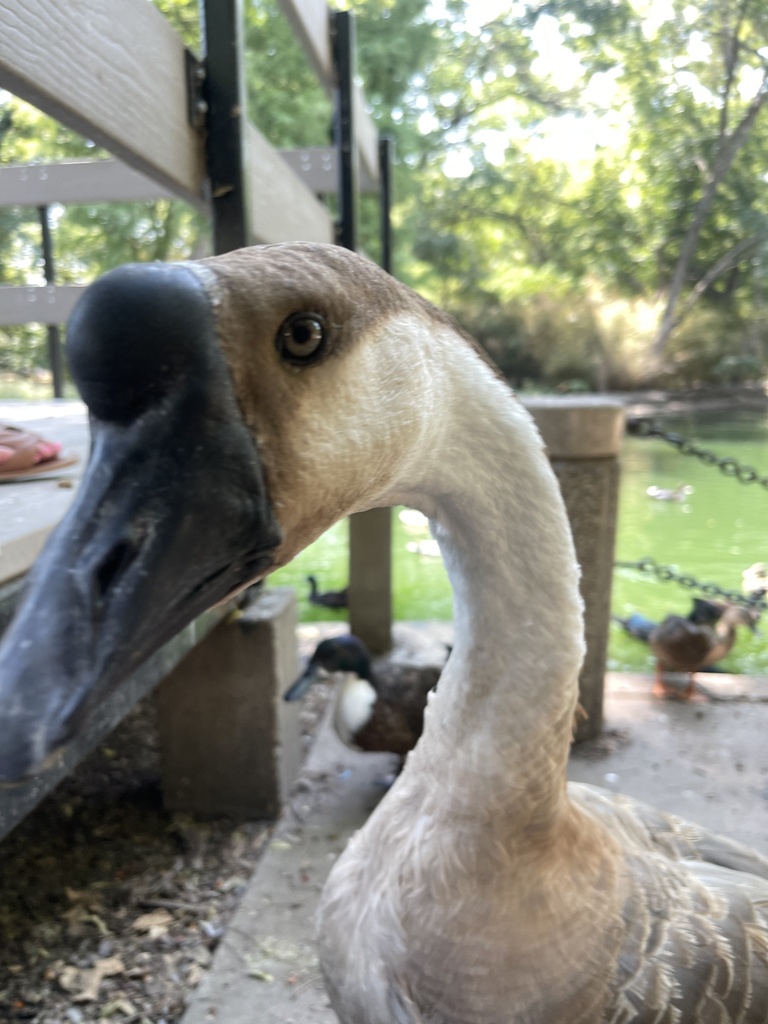 Domestic Swan Goose from Trinity Park Dr, Fort Worth, TX, US on August ...