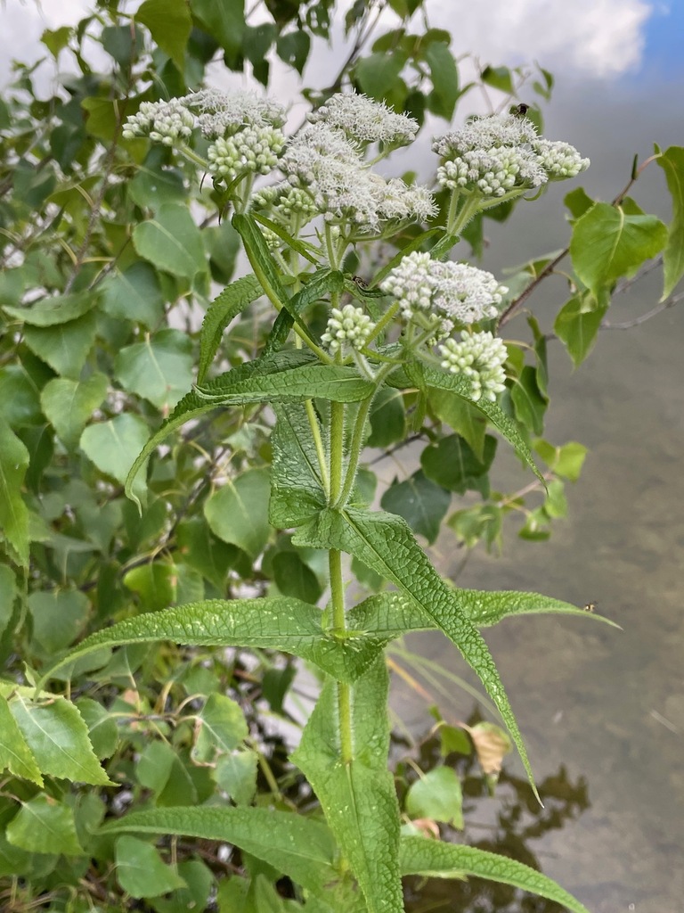 common boneset from Fayston, VT, USA on August 11, 2023 at 10:48 AM by ...