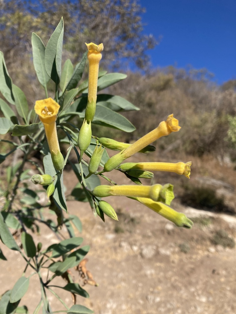 tree tobacco from San Lorenzo Albarradas, Oax., Mexico on February 5 ...
