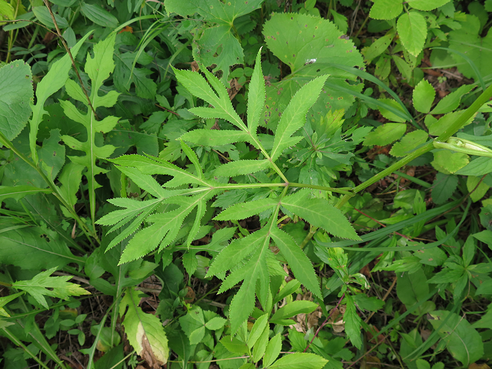 Angelica decursiva (Miq.) Franch. & Sav.