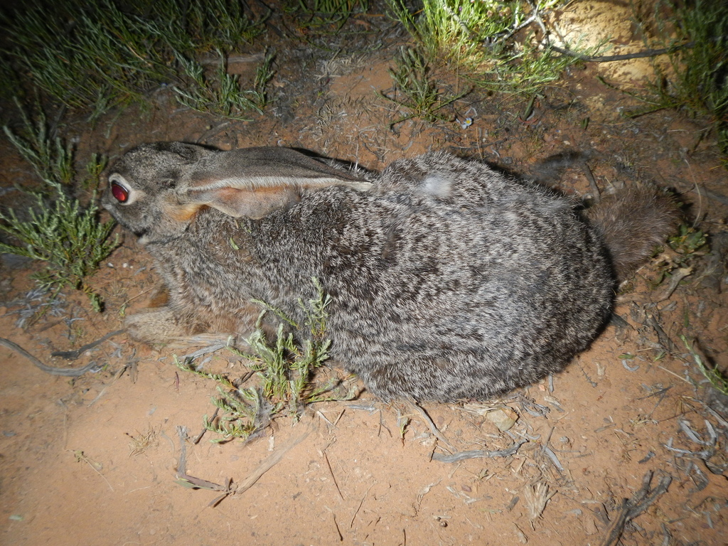 Riverine Rabbit (Bunolagus monticularis) - Know Your Mammals