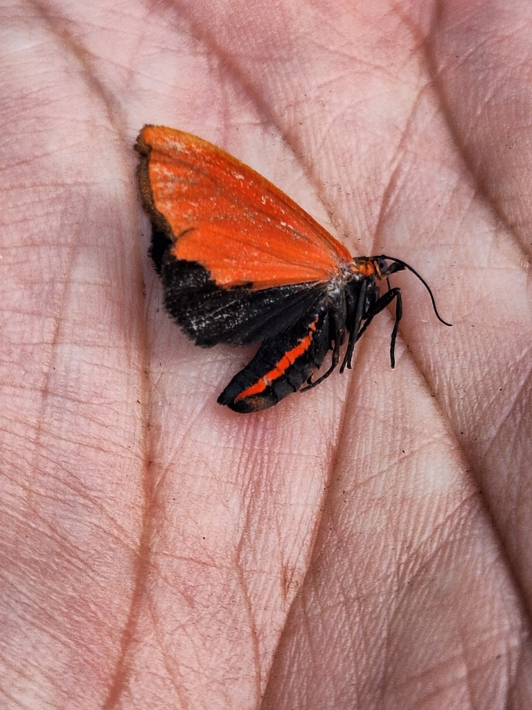 Tiger Moths and Allies from Yavapai County, US-AZ, US on August 26 ...