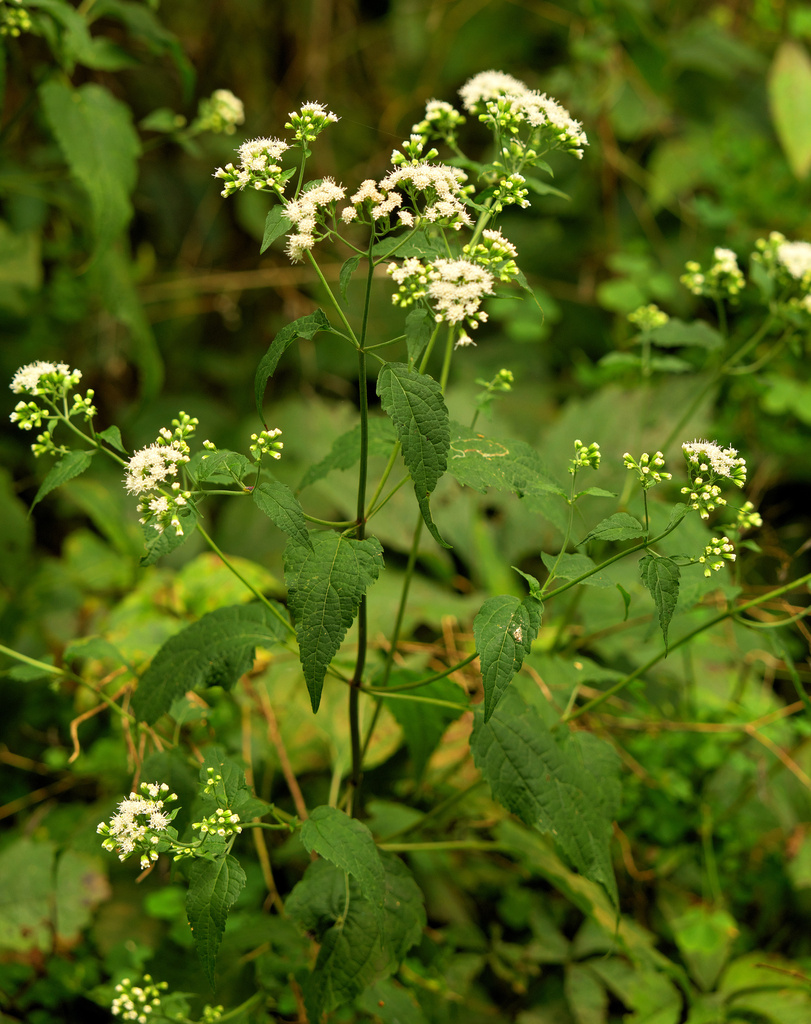 white snakeroot in August 2023 by bkkmcgrath · iNaturalist