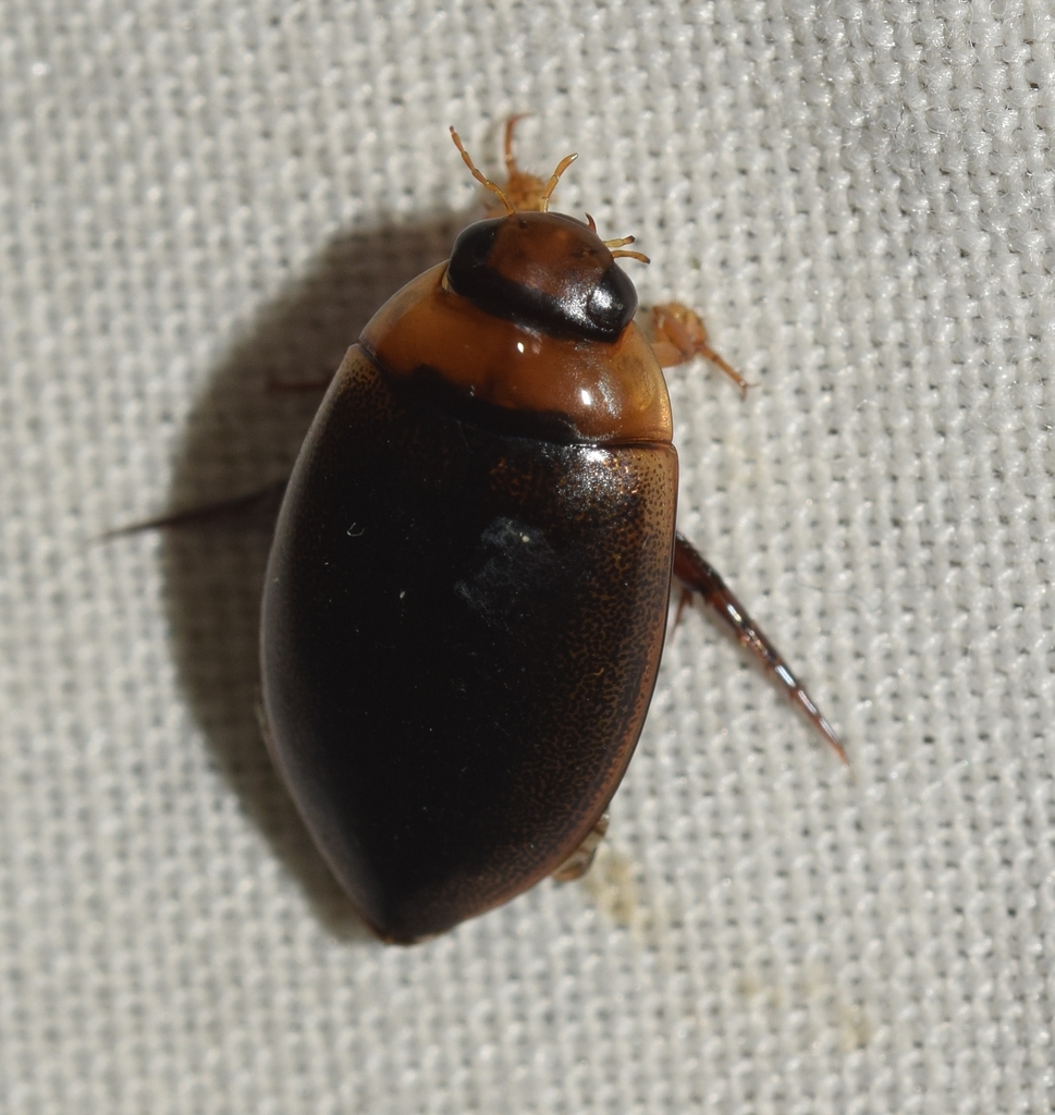 Hydaticus leander from Almería, España on August 24, 2023 at 09:31 PM ...