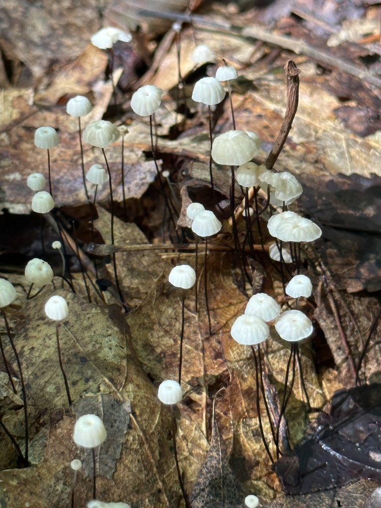 Marasmius capillaris from Rockland County, NY, USA on August 26, 2023 ...