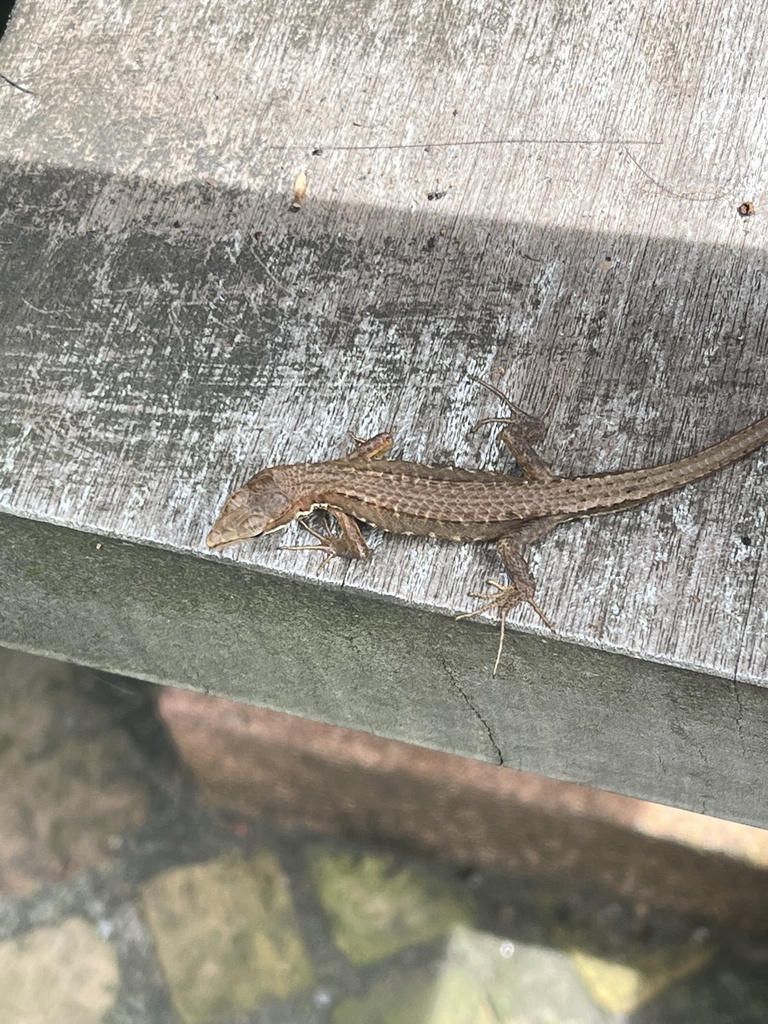 Japanese Grass Lizard from Inokashira Park, Mitaka, Tokyo, JP on July 9 ...
