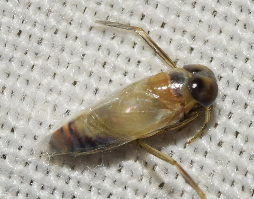 Anisops sardeus from Almería, España on August 24, 2023 at 09:33 PM by ...