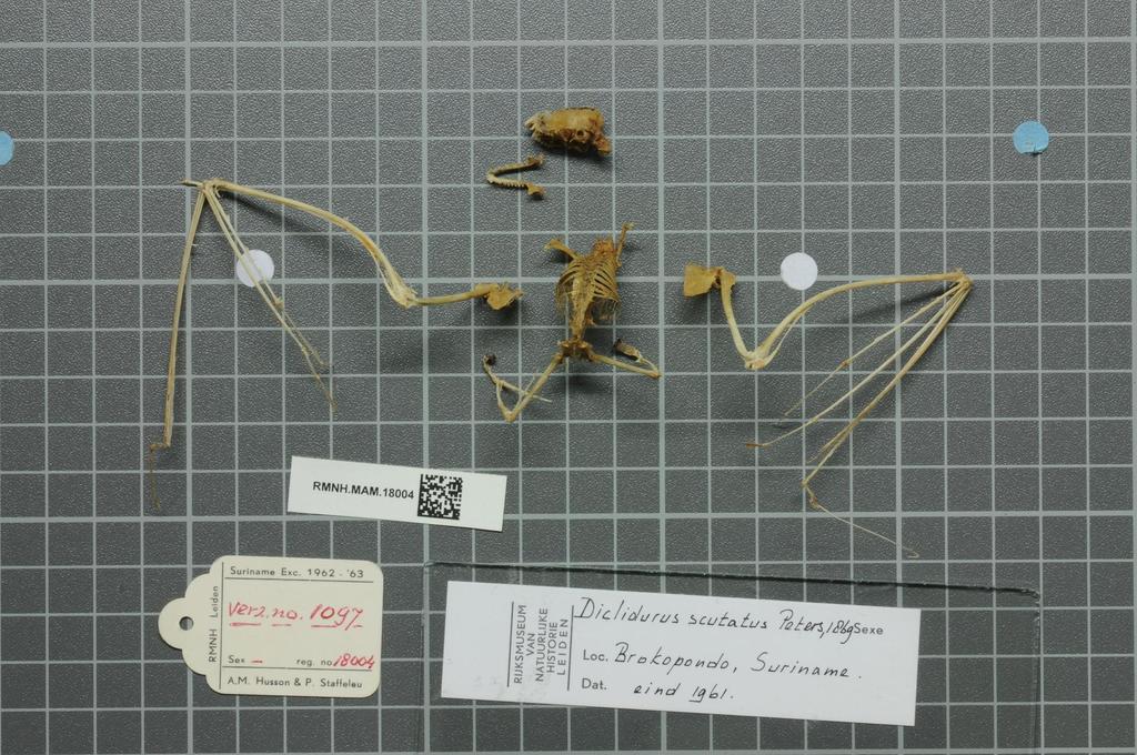 Lesser Ghost Bat (Diclidurus scutatus) - Know Your Mammals