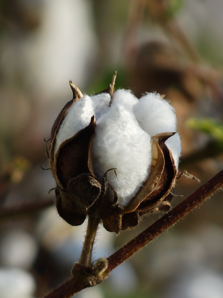 Cottons (Gossypium) - Botanical Realm