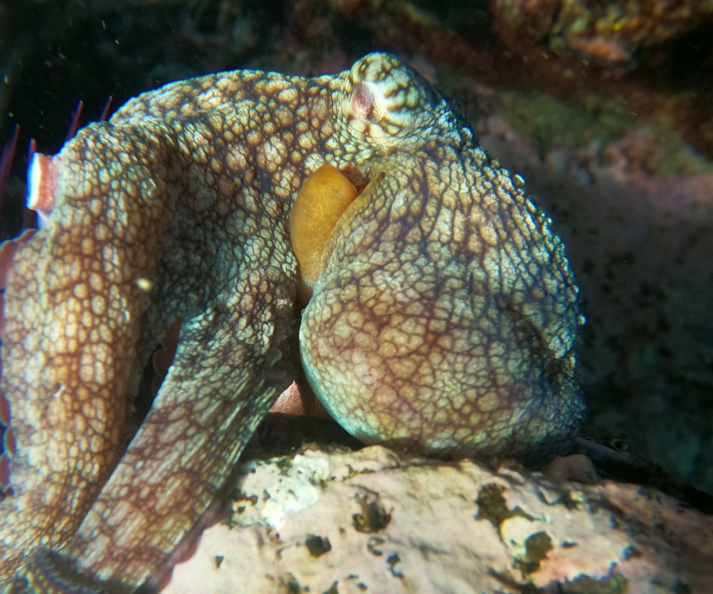Hubb's Octopus from Las Brisas on August 26, 2023 at 10:02 AM by ...
