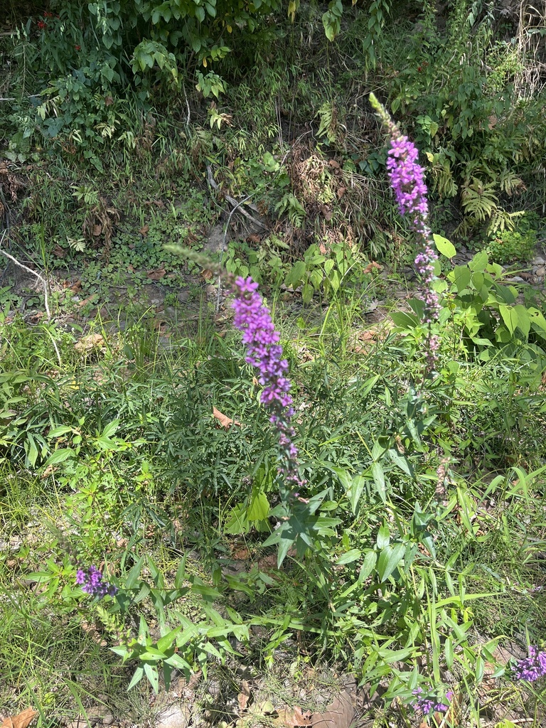 purple loosestrife from Washington County, US-MD, US on August 26, 2023 ...