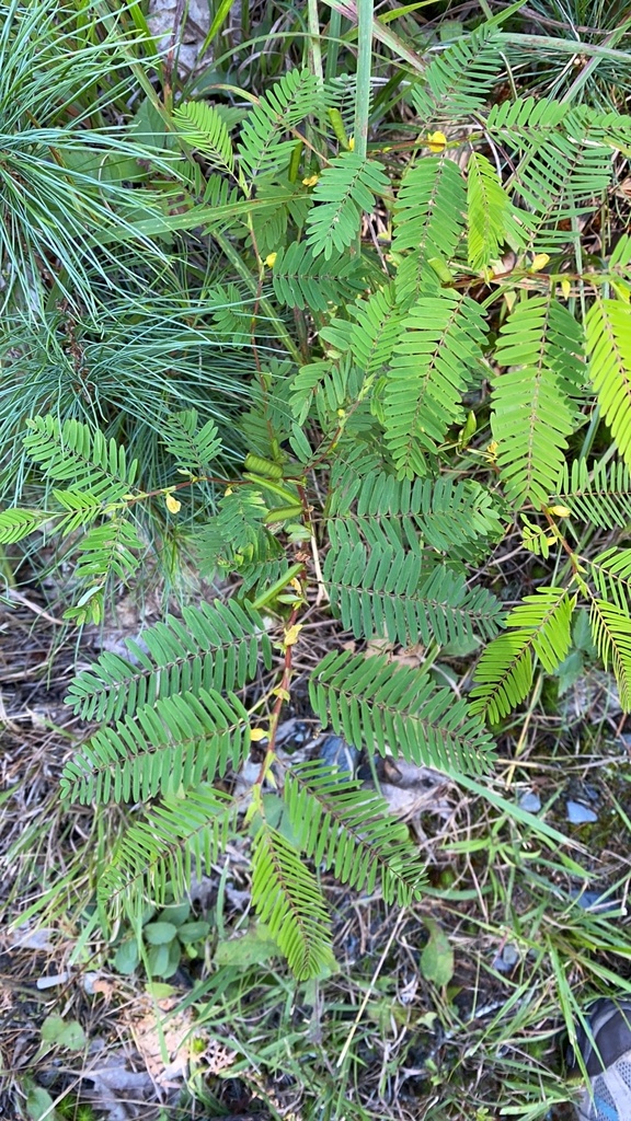 sensitive pea in August 2023 by joannerusso · iNaturalist