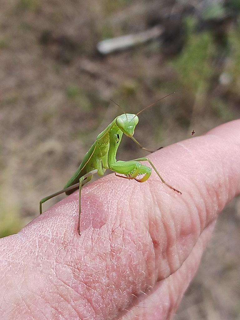 European Mantis from Elgin, OR 97827, USA on August 26, 2023 at 01:29 ...