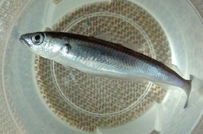 Blue Whiting (Micromesistius poutassou) - Marine Life Identification