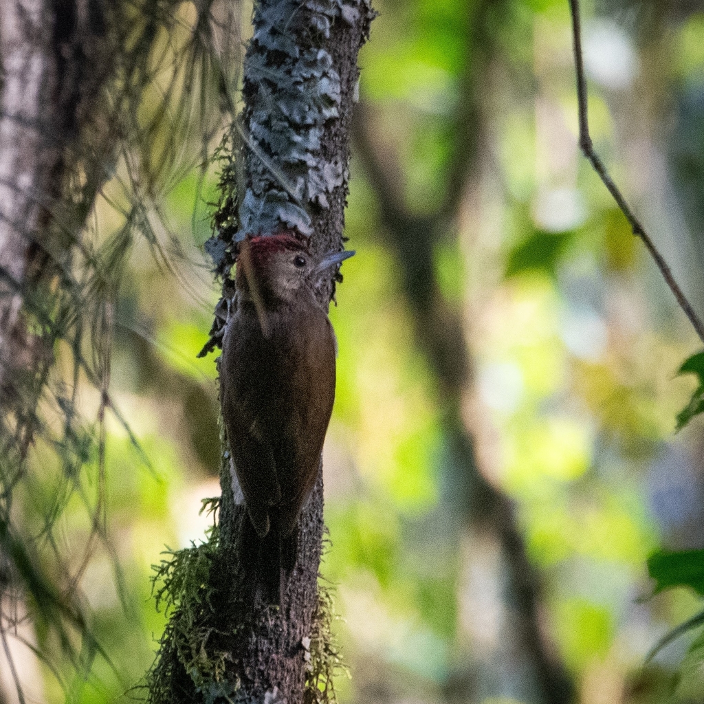 Smoky-brown Woodpecker from Valle Grande, Jujuy, Argentina on August 13 ...