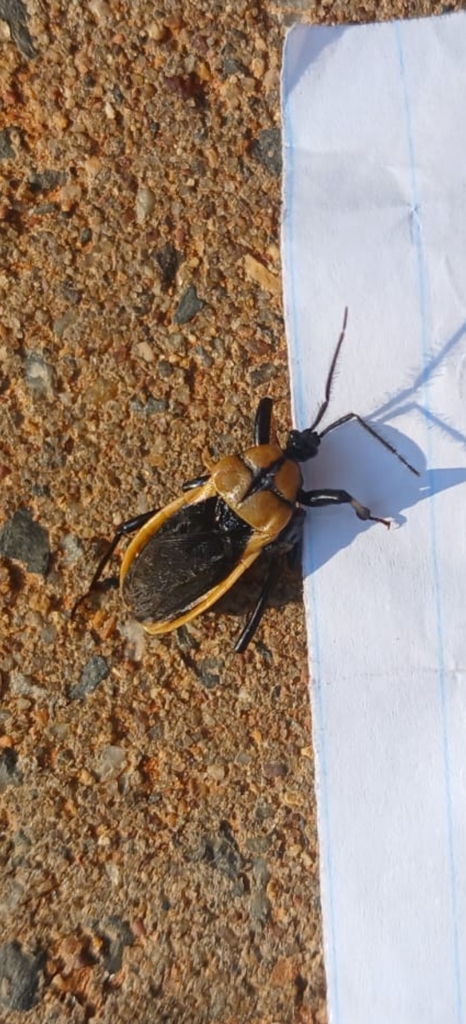 Millipede Assassin from University Rd, Mankweng-B, Mankweng, 0727 ...