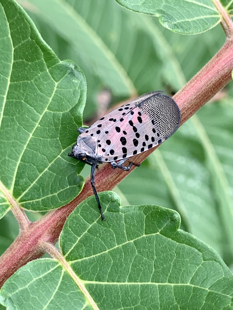 Spotted Lanternfly from East St, Bloomsburg, PA, US on August 26, 2023 ...