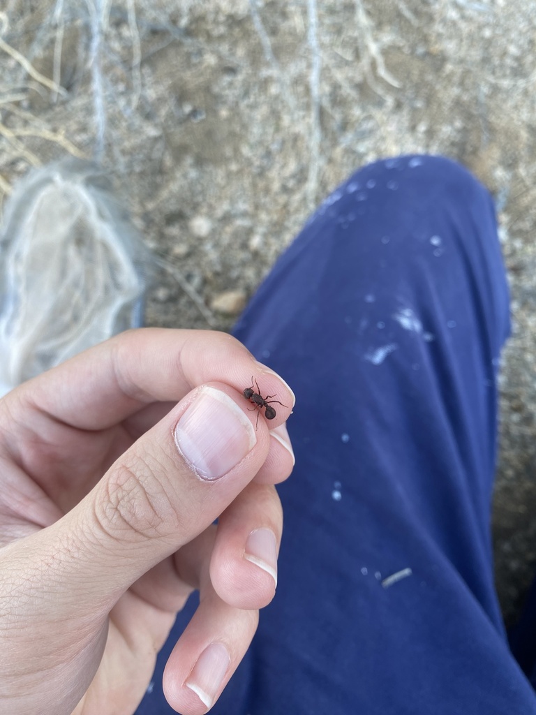 Desert Leaf-cutter Ant from Joshua Tree National Park, Indio, CA, US on ...