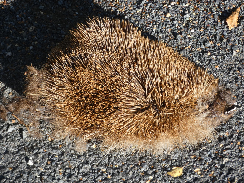 Common Hedgehog from Ourense, España on August 26, 2023 at 09:54 AM by ...