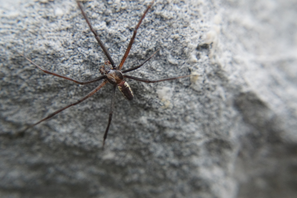 Yellow Garden Spider from Richland County, OH, USA on 26 August, 2023 ...