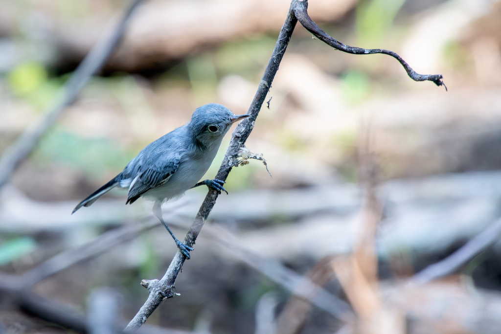 Blue-gray Gnatcatcher from Lewisville, TX, USA on August 25, 2023 at 03 ...