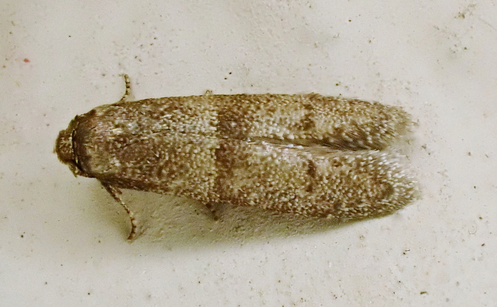 Acorn Moth from Silverleaf Terrace, Richmond, VA 23236, USA on August ...