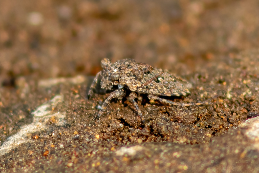 Big-eyed Toad Bug from Lane County, OR, USA on August 26, 2023 at 10:08 ...