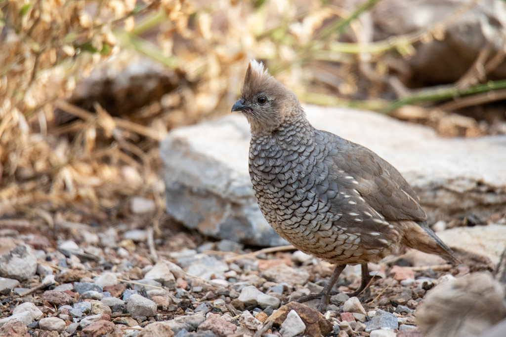 Scaled Quail from El Paso, TX, USA on August 3, 2023 at 08:46 AM by ...