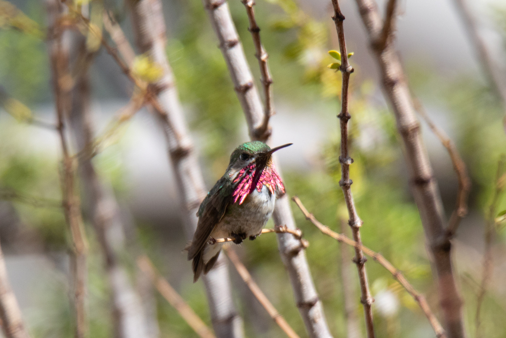Calliope Hummingbird from El Paso, TX, USA on August 3, 2023 at 11:08 ...