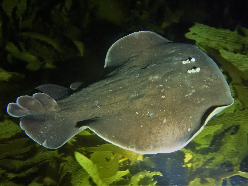Coffin Ray (Hypnos monopterygius) - Marine Life Identification