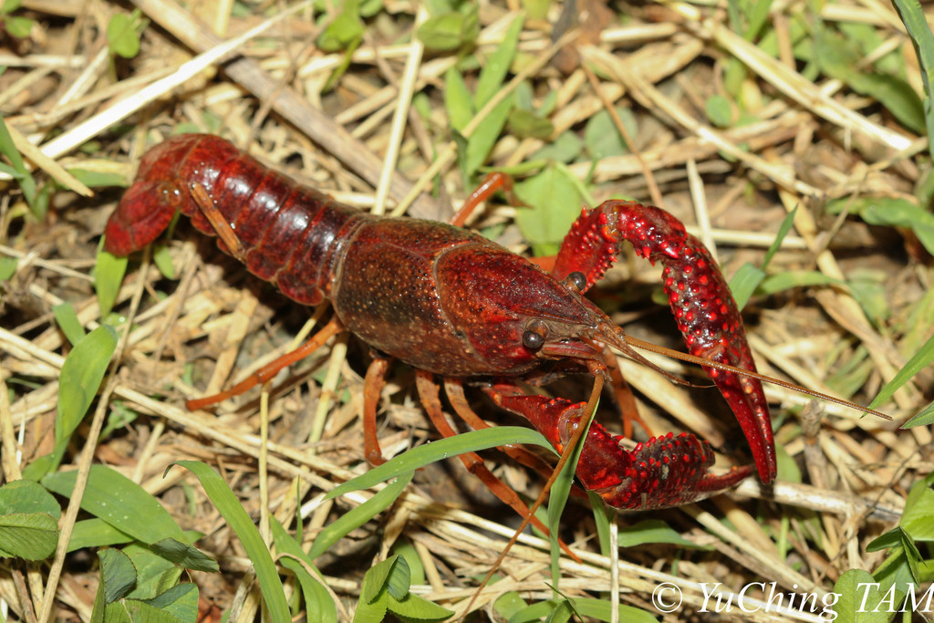 Red Swamp Crayfish from Hirosawa Pond, Sagahirosawacho, Ukyō-ku, Kyoto ...